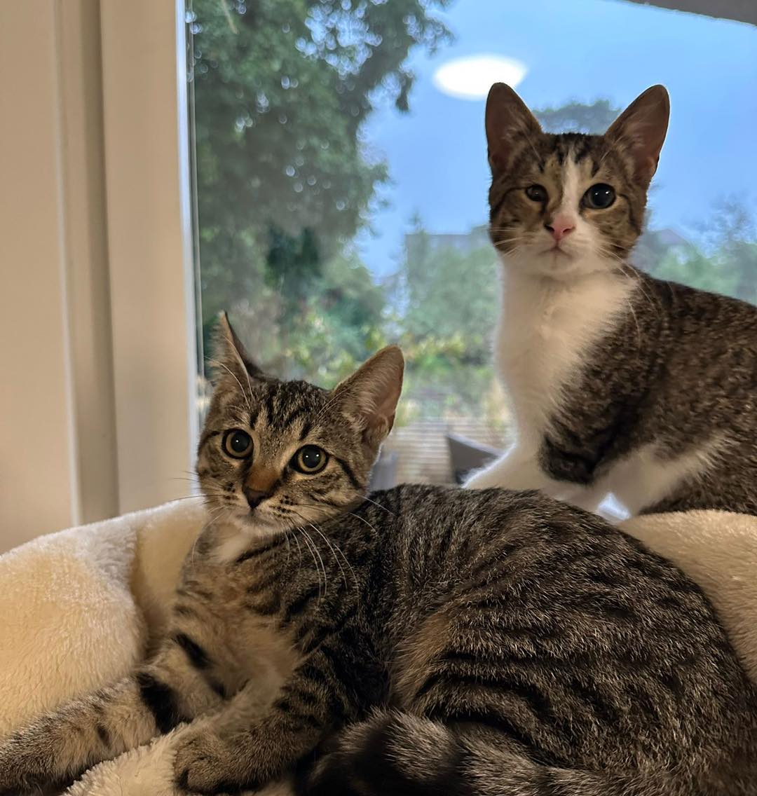 Vermittlungstiere - Tierfreunde e.V.